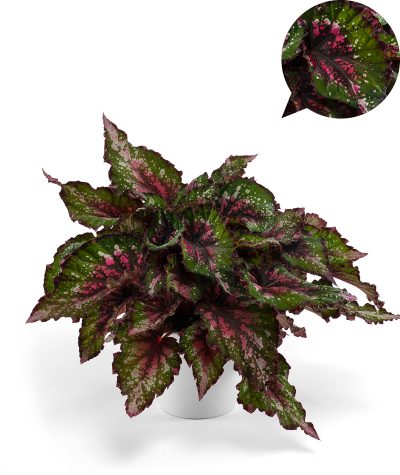 Beleaf – Koppe Begonia