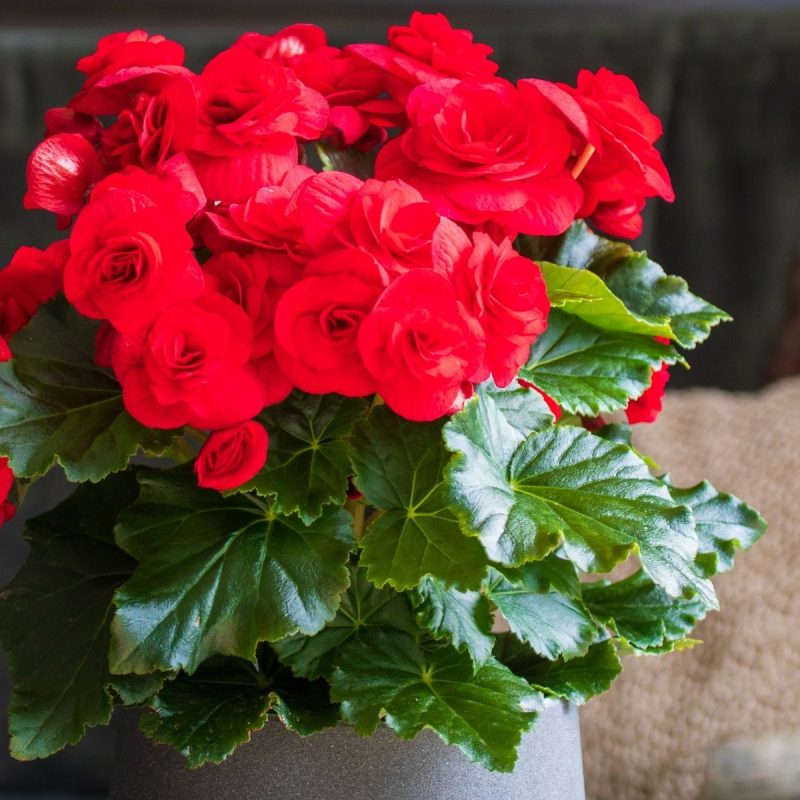 All You Want to Know About the World of Begonias – An Interview With ...