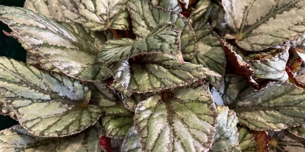 The 12 Best Leaf Begonia Plants That Thrive Indoors – Koppe Begonia