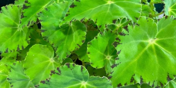 The 12 Best Leaf Begonia Plants That Thrive Indoors – Koppe Begonia
